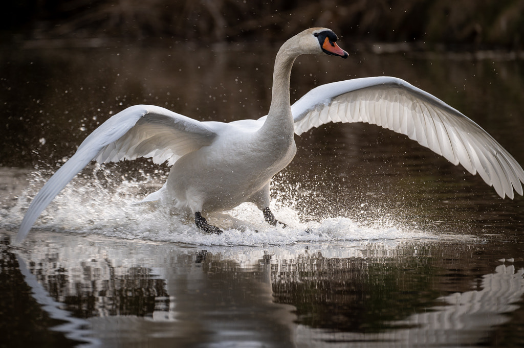 swan on landing 4159 by Hans Zitzler / 500px