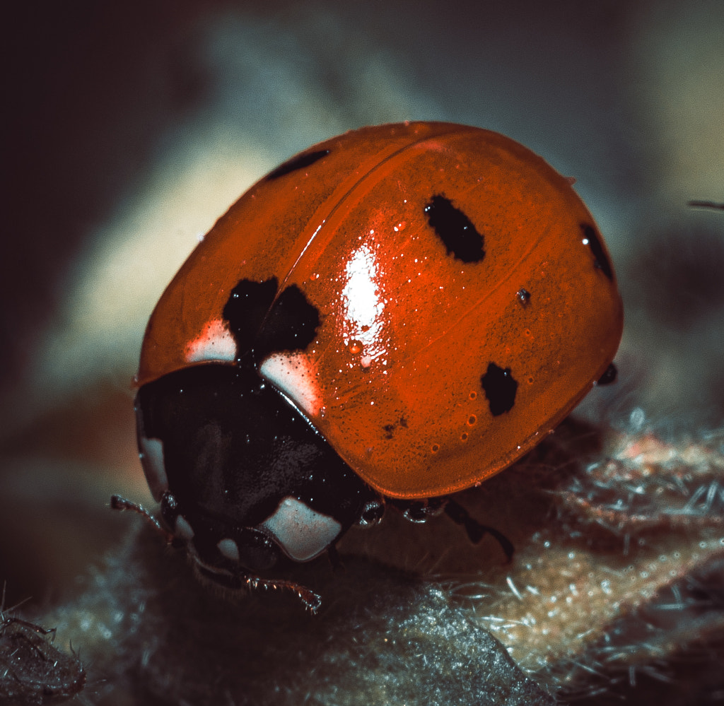 Lady Bug by Pavel Smirnov / 500px