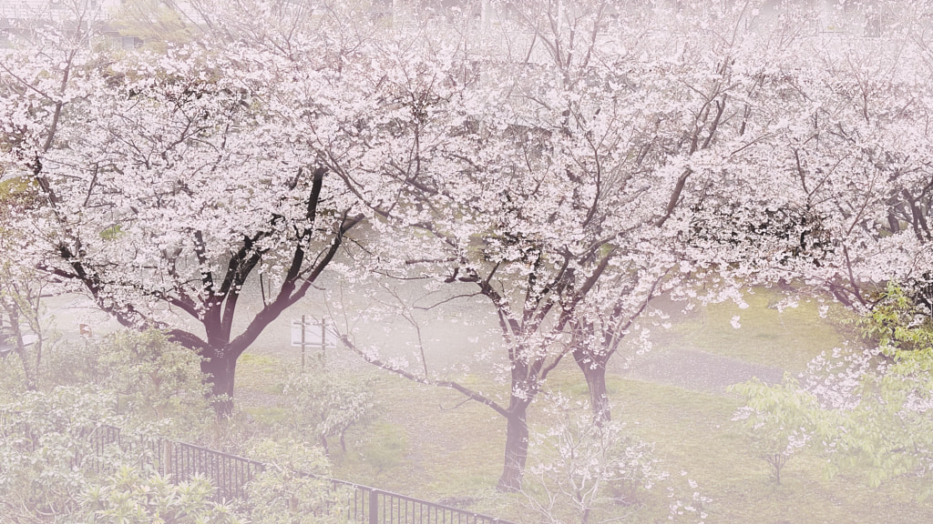 Cherry tree in full bloom. by Sakae Baba / 500px