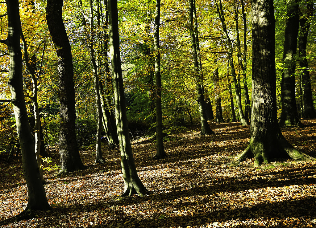 Trees growing in forest during autumn by Hilda Murray / 500px