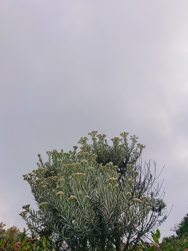 Edelwis by Befio Rangga / 500px