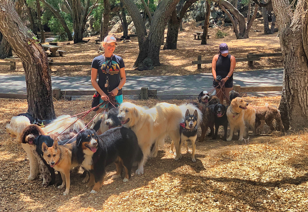 A Canine Plethora by Carl Main / 500px