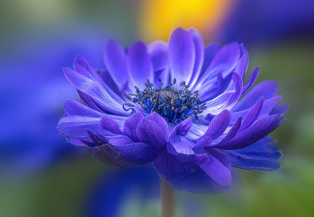 Spring again-19 by Yong Ki Park / 500px