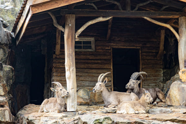 Mountain Goats Resting by Wooden Cabin | nature photo by Michael ...