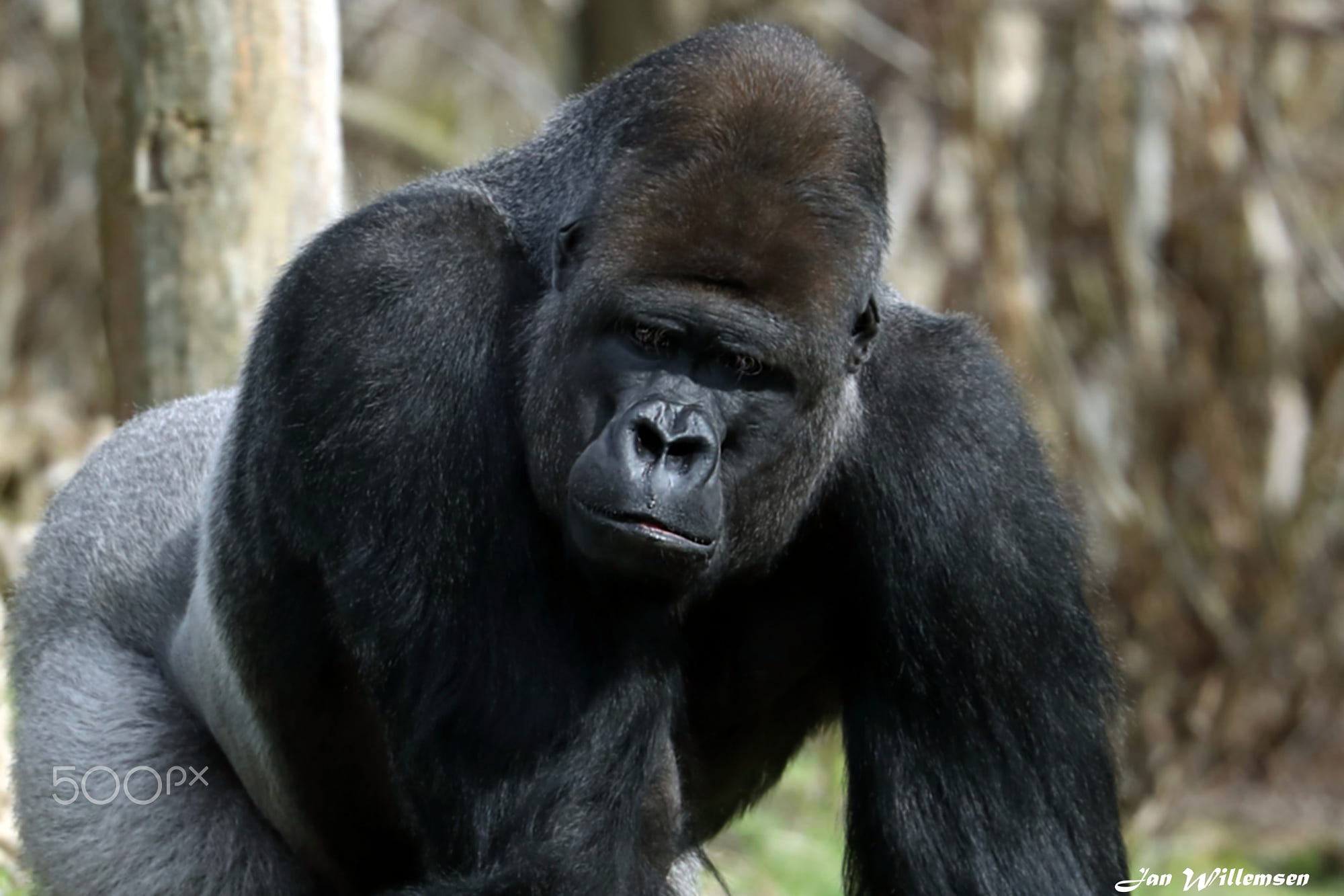 Primates-Monkeys Gorillas+ curated by Steven DeLuca / 500px