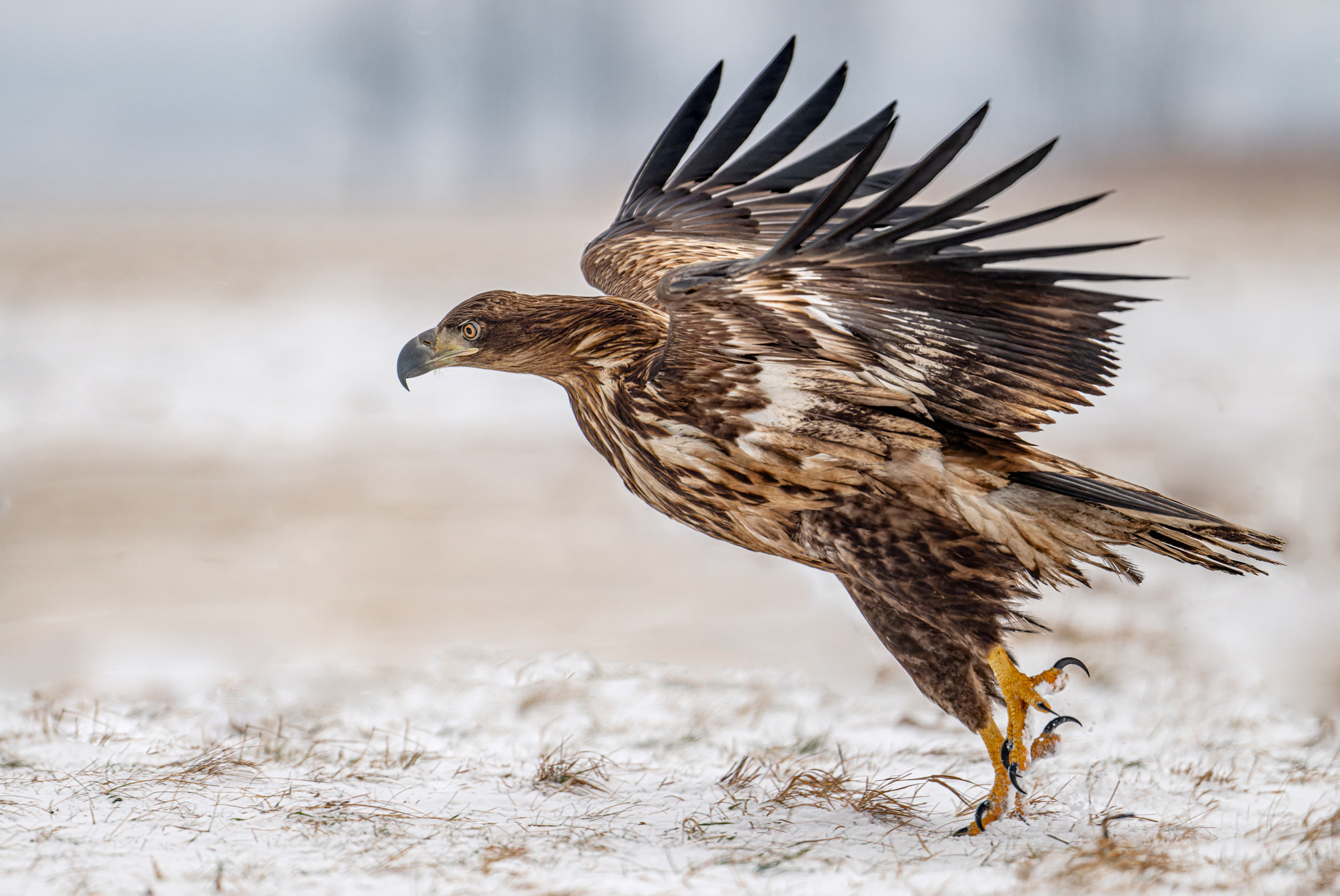 White-tailed Eagle running for flight by Ruzhdi Ibrahimi / 500px