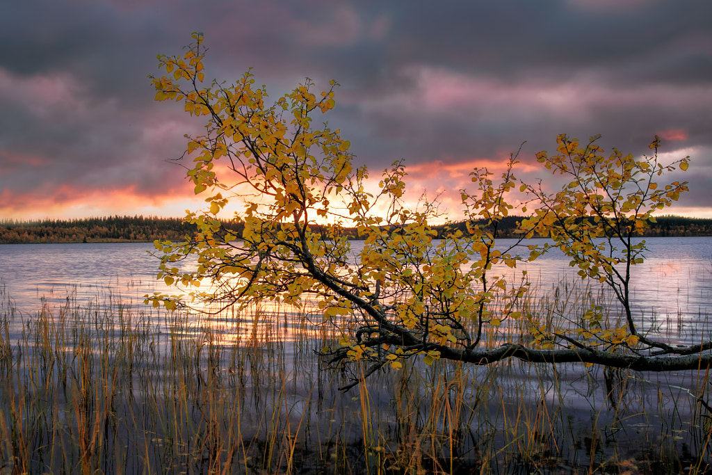 Autumn simplicity by Jørn Allan Pedersen / 500px