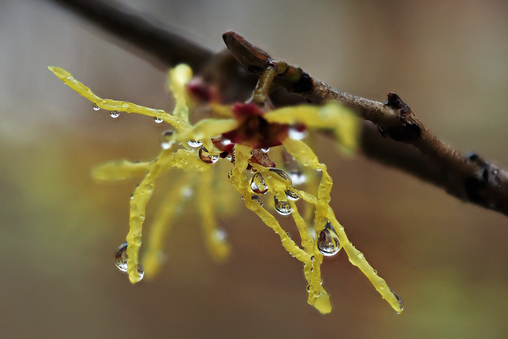 Hamamelis japonica by shoji uno / 500px
