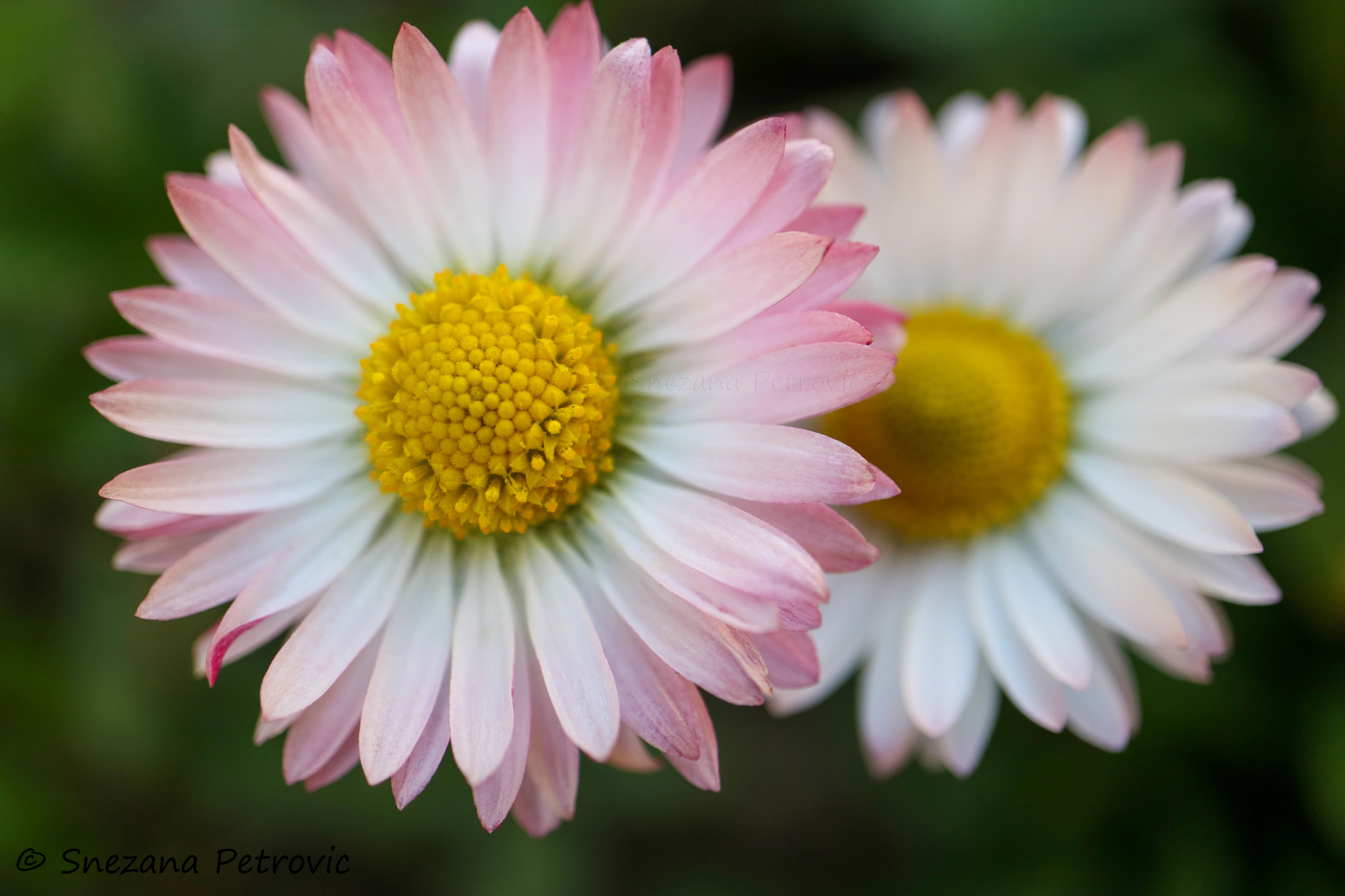 Pink And White Common Daisies by Snezana Petrovic / 500px