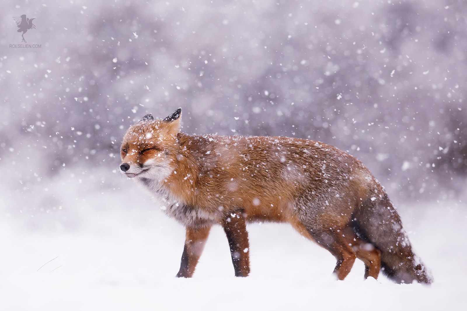 Red Fox, White Out by Roeselien Raimond / 500px