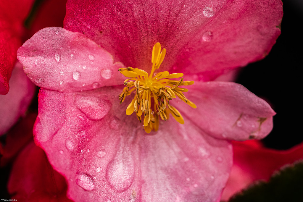 Close-up of wet pink flower by Lucien Torin / 500px