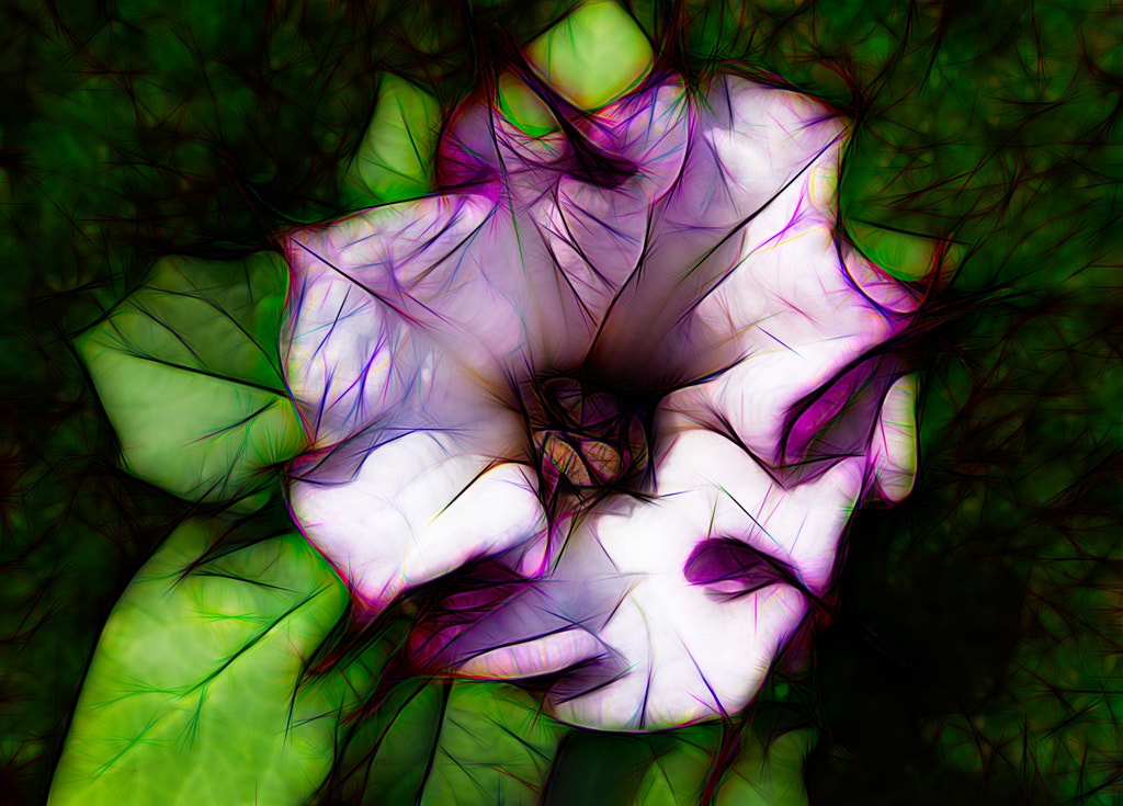 Abstract Purple And White Flower by Mary Green Kerr / 500px