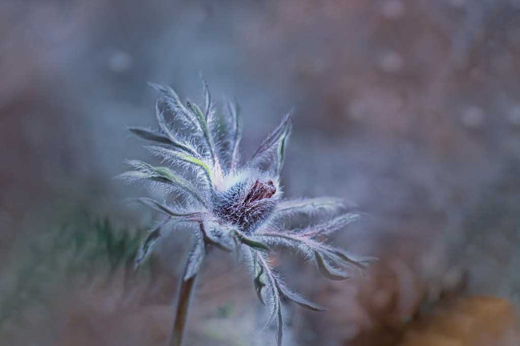 On the last cold snap by Kyunghwa Lee / 500px