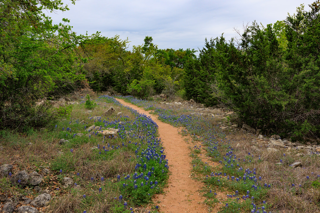 Bluebonnets along Path by Vince Curletta / 500px
