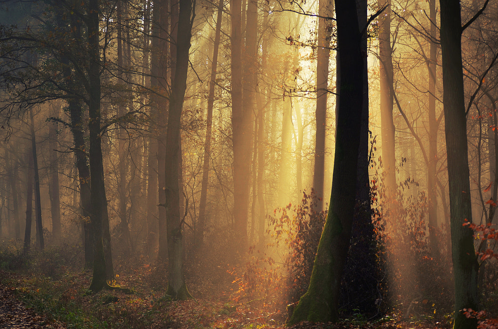 Forest morning. by Aleks74 / 500px