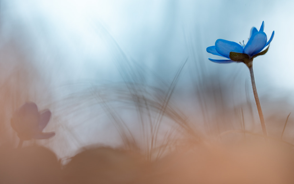 Spring by Petra Dvorak / 500px