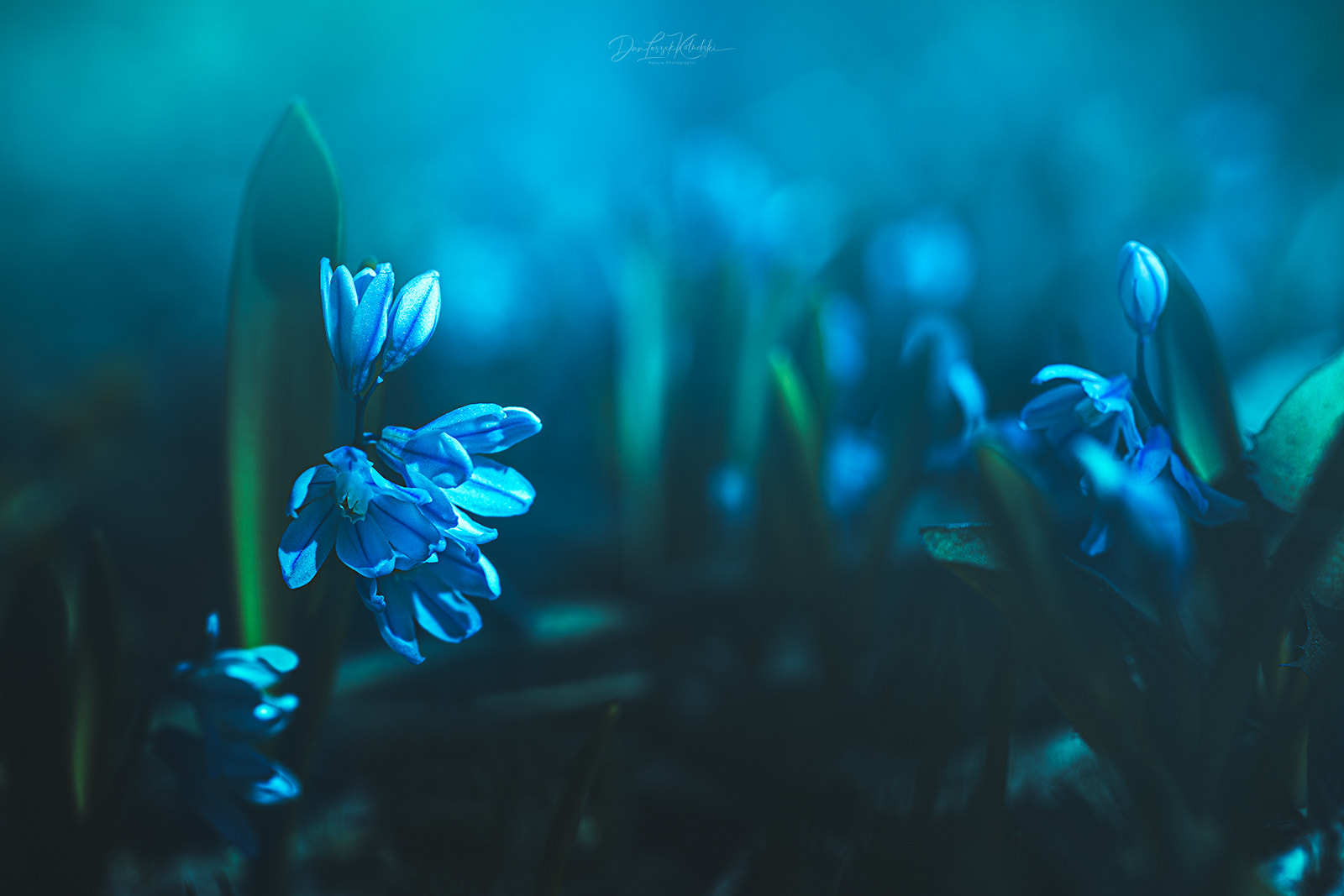 Spring awakening...... by Dan Leszek Kołudzki / 500px