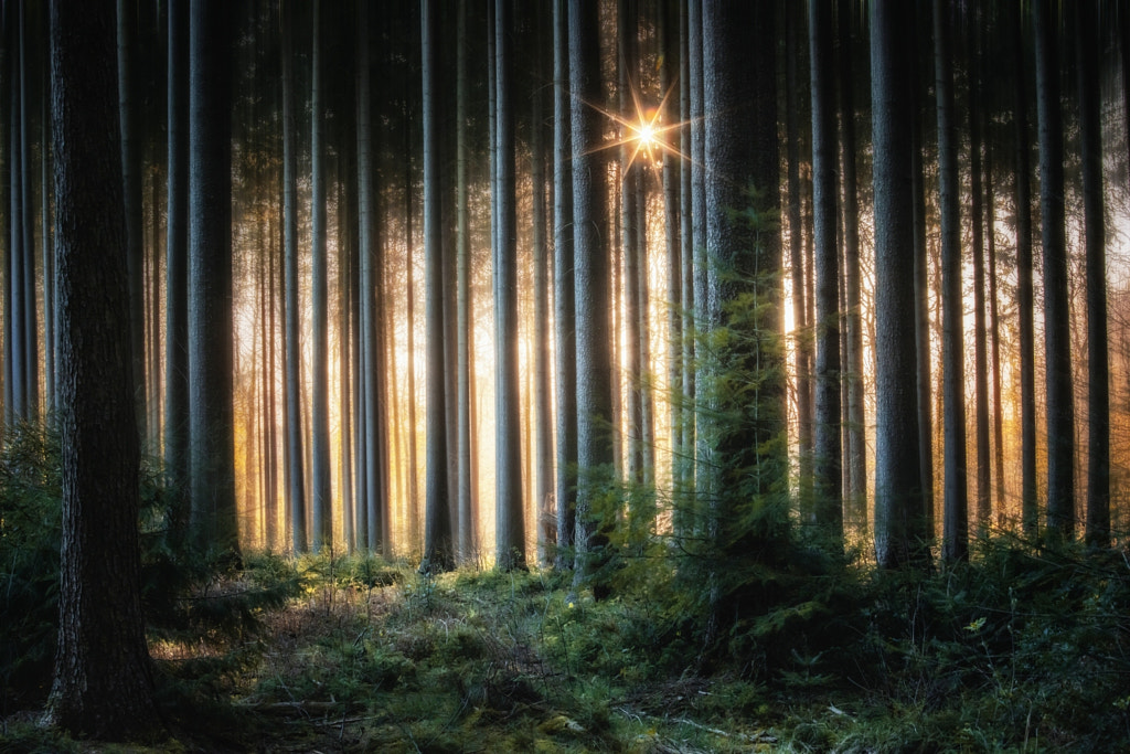 Mystical Forest by Carsten Meyerdierks / 500px