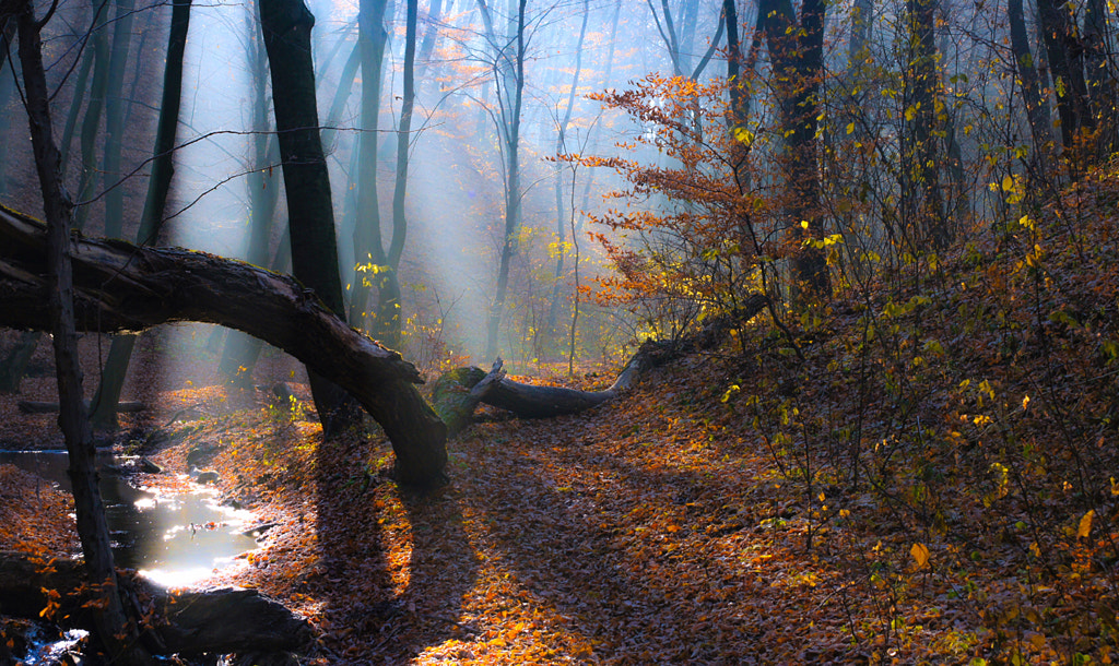 Lights in the forest by Andy58/András Schafer / 500px
