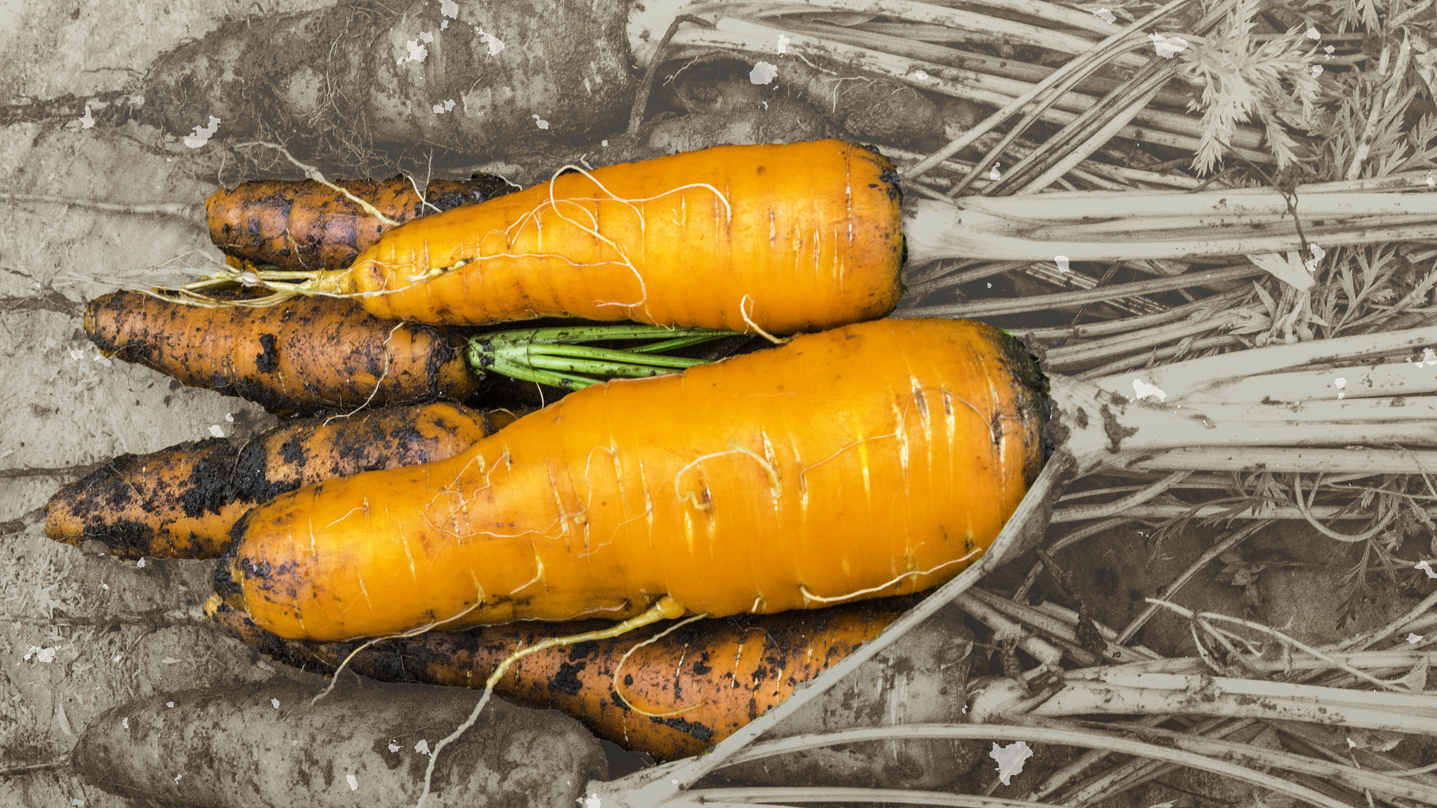 Mark Thompson Photography