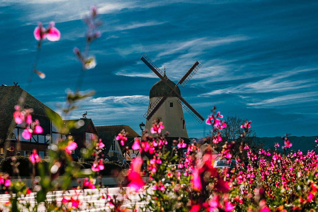 Thistle make you bloom by Swetha Gopal / 500px