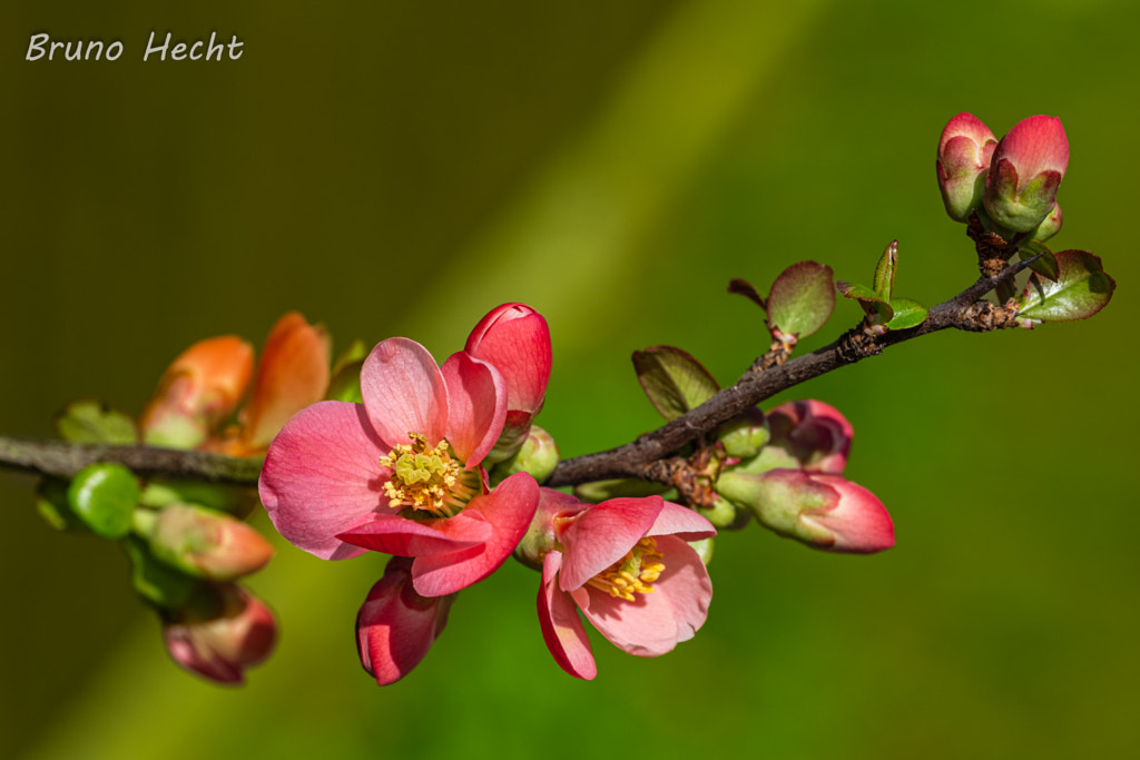 Zierquitte by Bruno Hecht / 500px