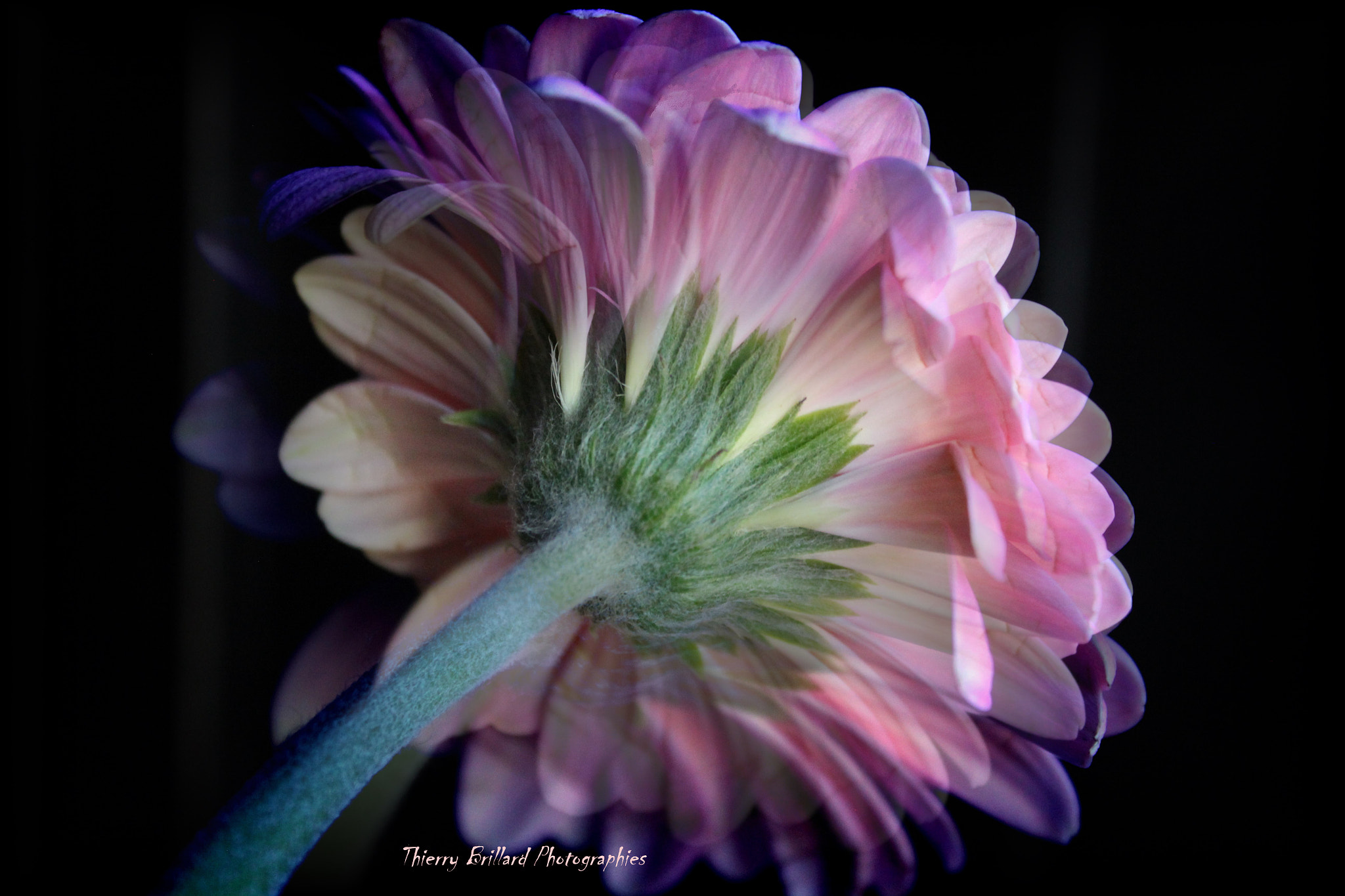 Pink flouer by Thierry BRILLARD / 500px