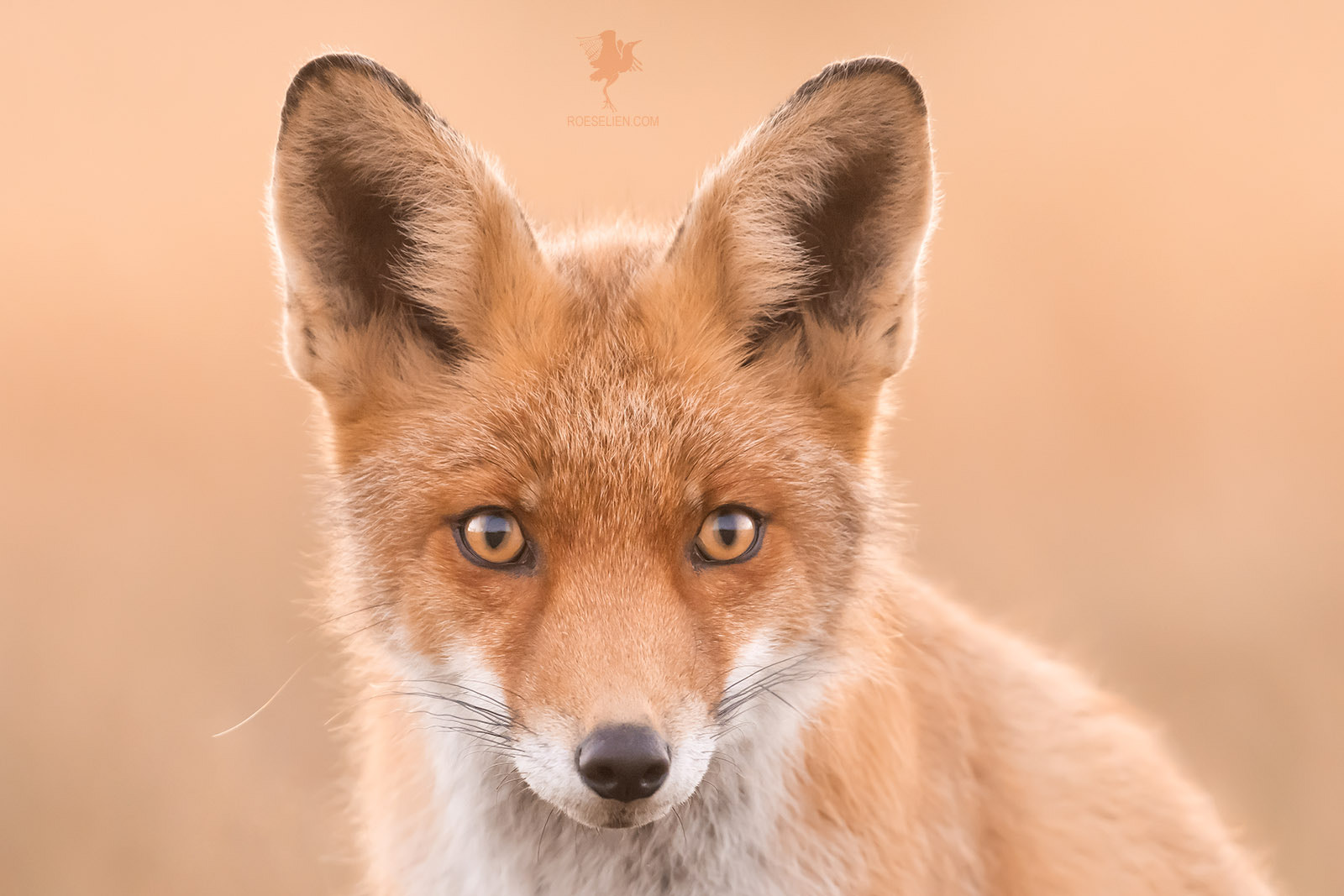 Foxy Face by Roeselien Raimond / 500px