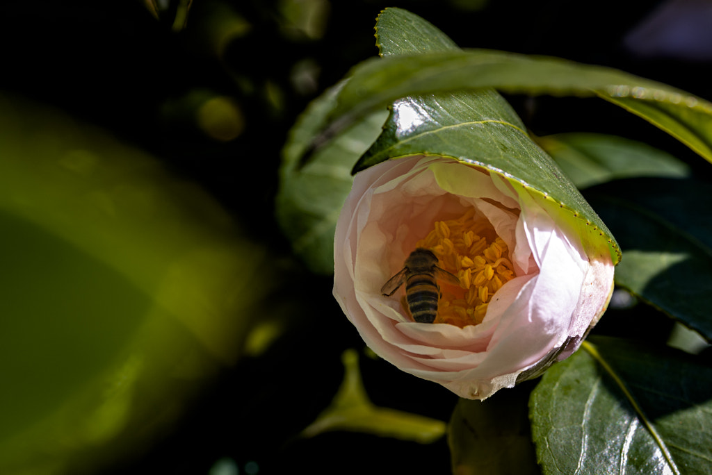 Close-up of camellias flower by Maurizio Carpentiero / 500px