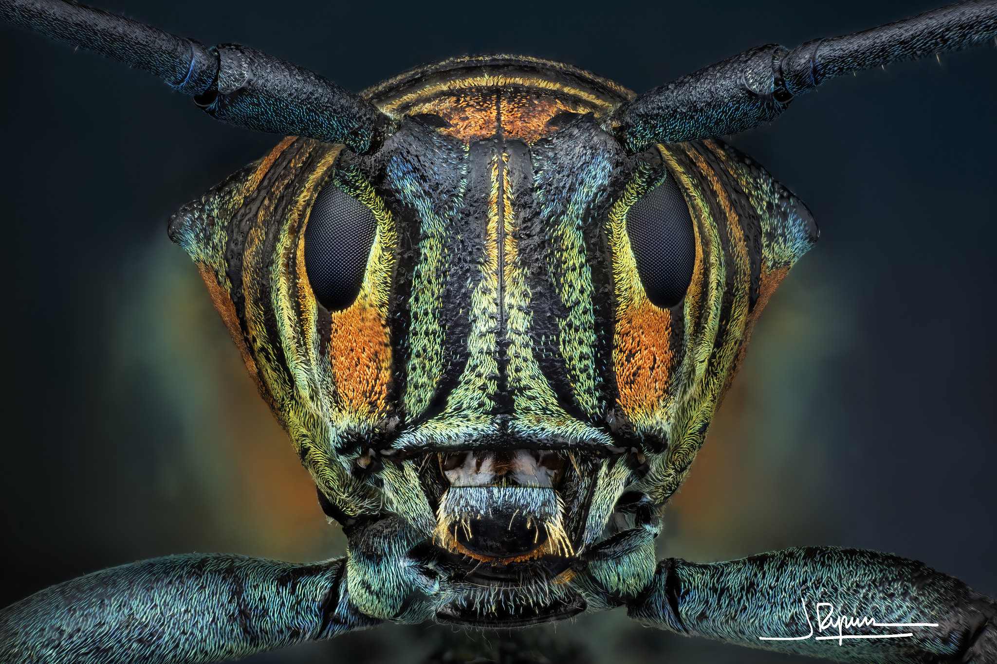 Zographus regalis cuprea [Cameroon] by Javier Rupérez / 500px