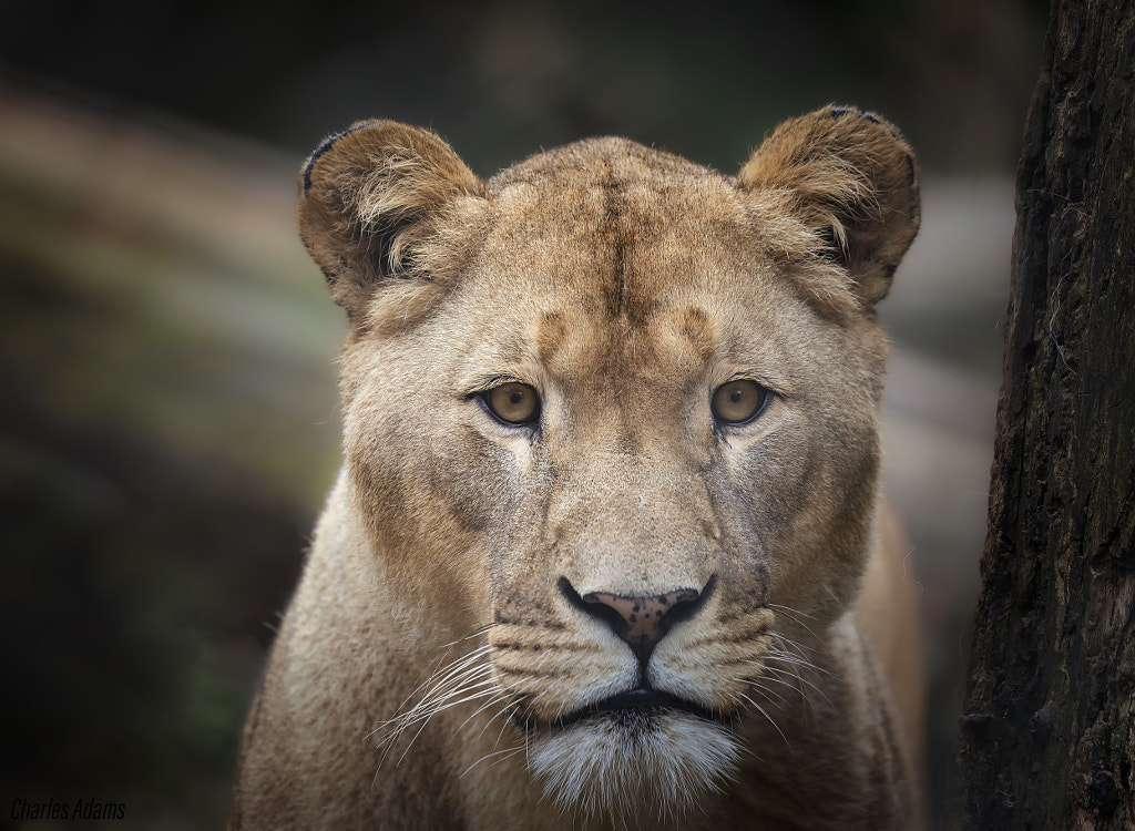 An Intense Lioness Color Version by Charles Adams / 500px