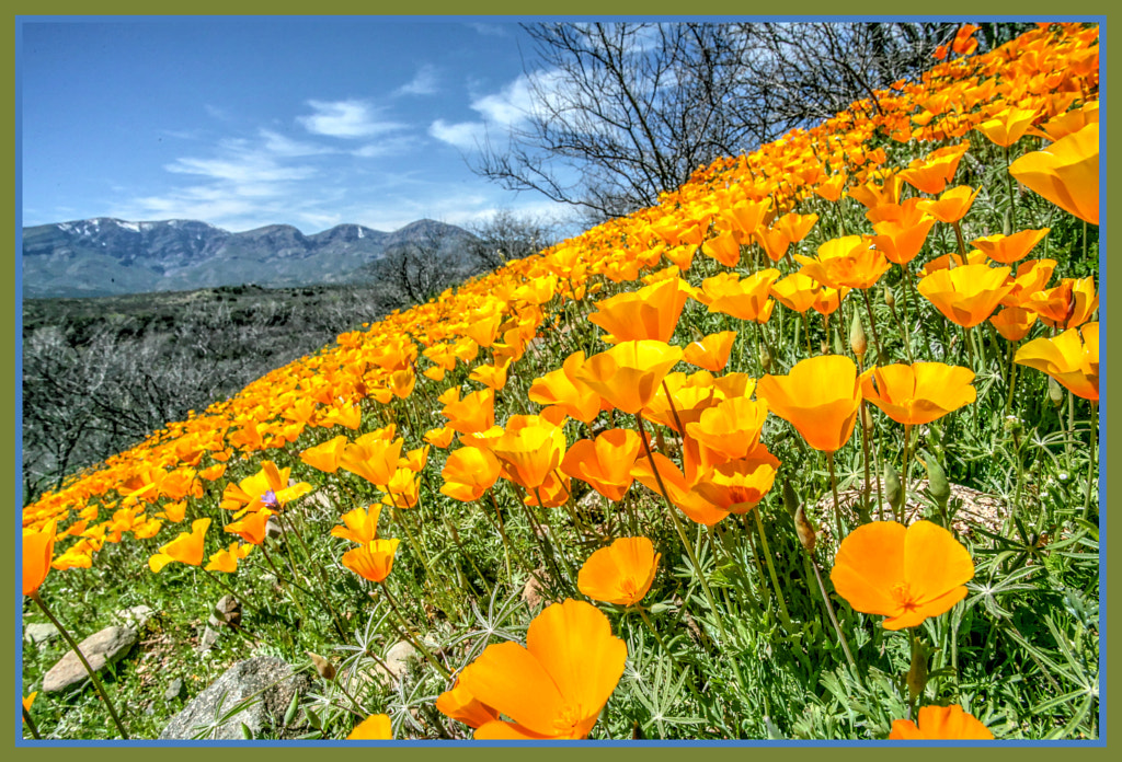 Poppies in Color by Mike McKillip / 500px