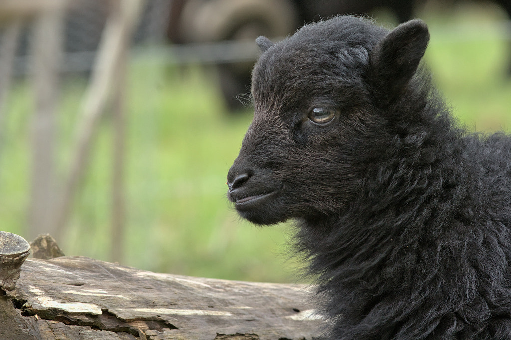 Male Ouessant lamb testing food by Patrice Skrzynski / 500px