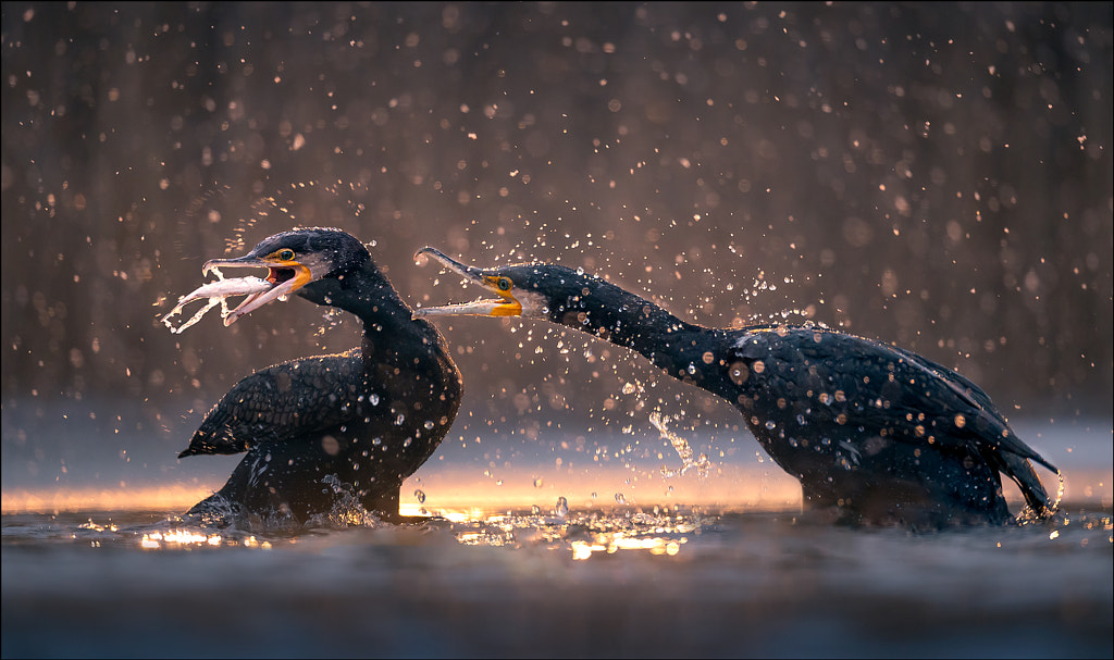 Side view of silhouette cormorant splashing water in lake by Georg ...