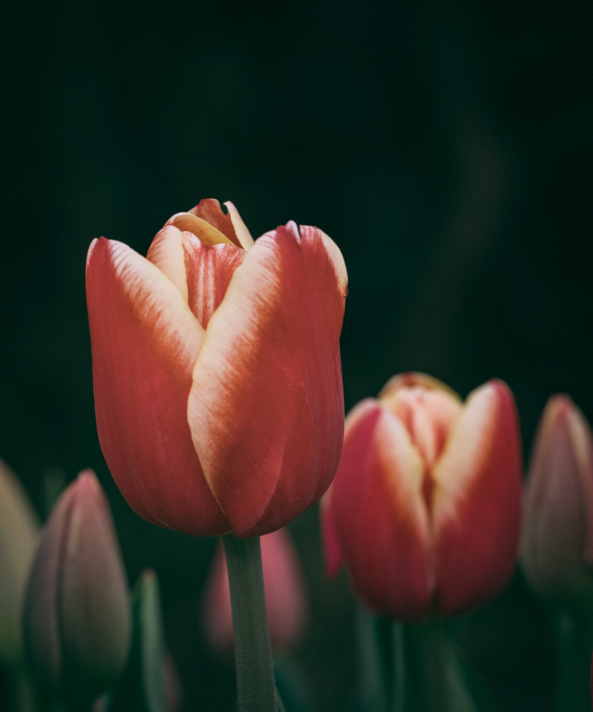 Nature Close-up World by sono sheet / 500px