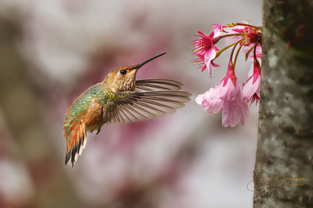 On the approach to the cherry blossom... (rufous hummingbird) by Boris ...