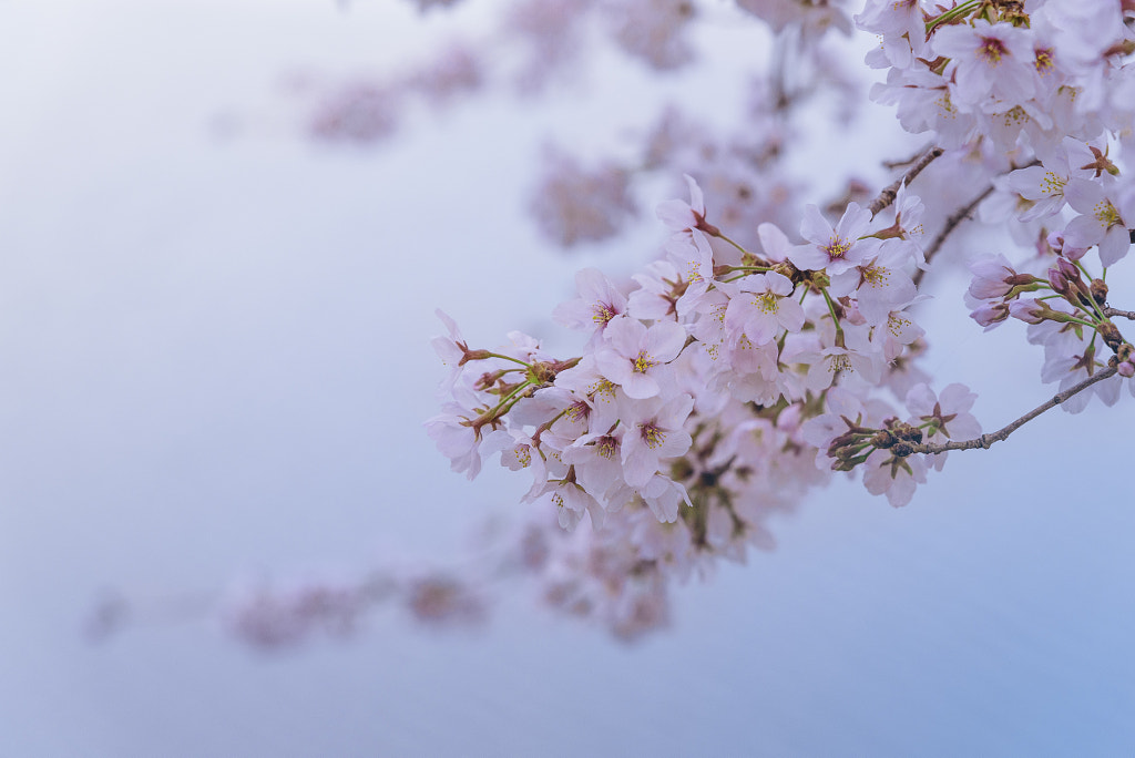 2023 spring by Toshihiro Takahashi / 500px