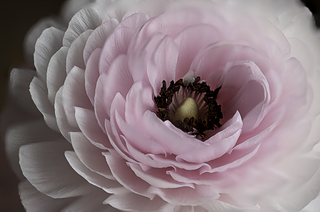 Ranunculus close up by Rita Himpe / 500px
