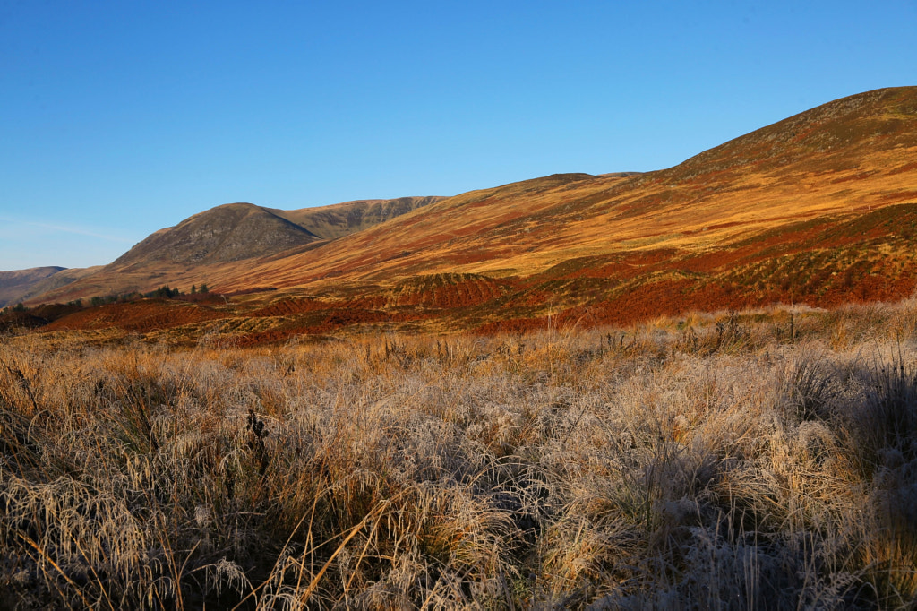 Scenic view of field against clear blue sky by Hilda Murray / 500px