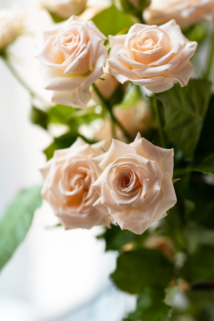 a bouquet of delicate coral roses and green leaves on a blurry light ...
