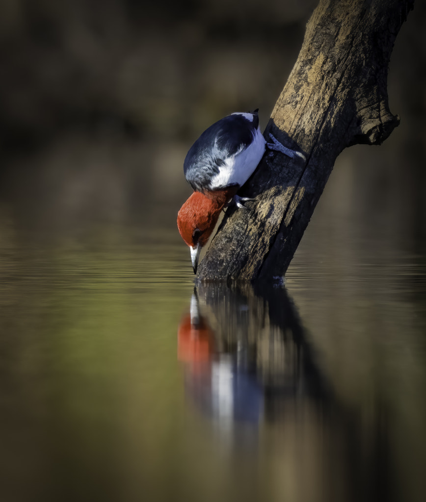 Self Reflection by Jeff Graham / 500px
