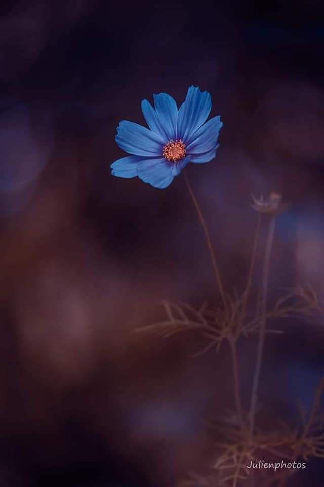 Spring by Julien Meyrat / 500px