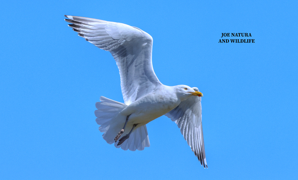 Seagull, in flight by Joe C natura and wildlife - Giuseppe Calafiore ...