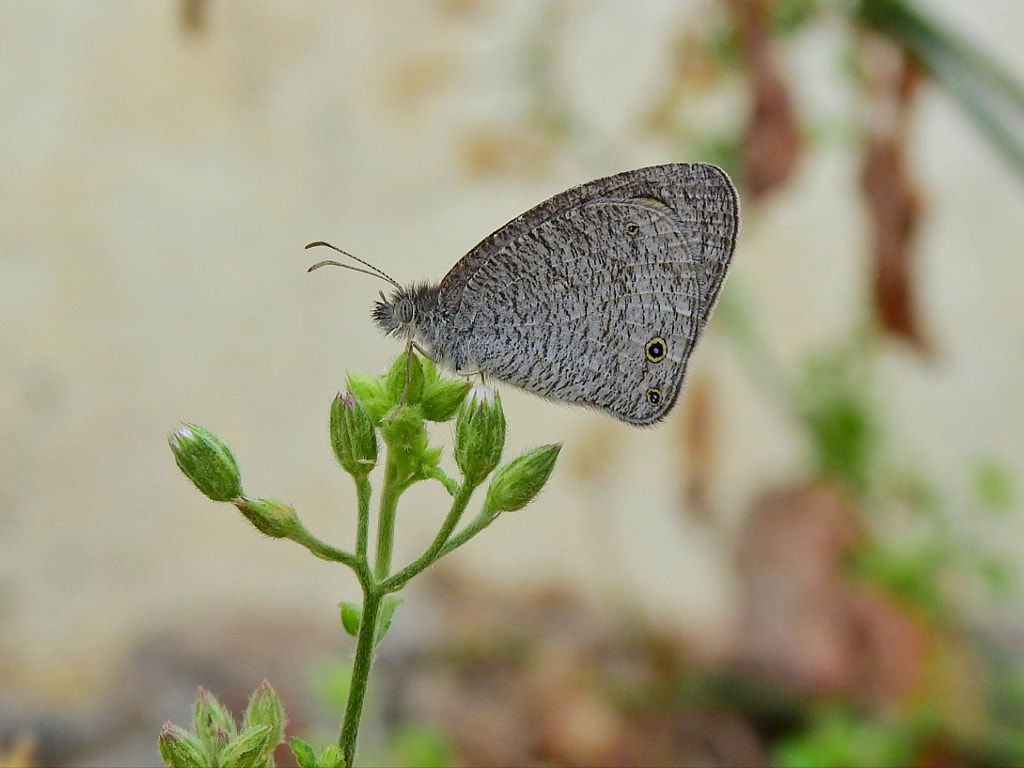 Common Three-ring butterfly by Dipak Varu / 500px