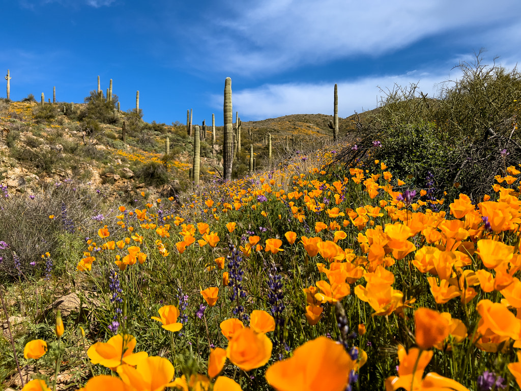 Blooming desert by Mark Thompson / 500px