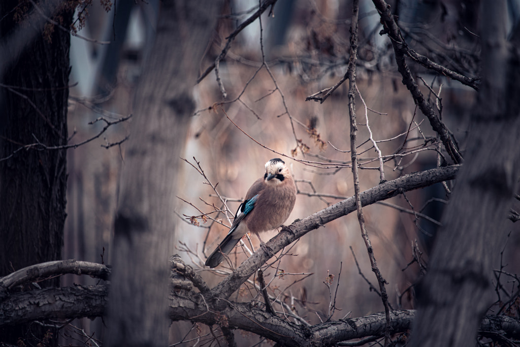 Magpie song by Sargis Baghramyan / 500px