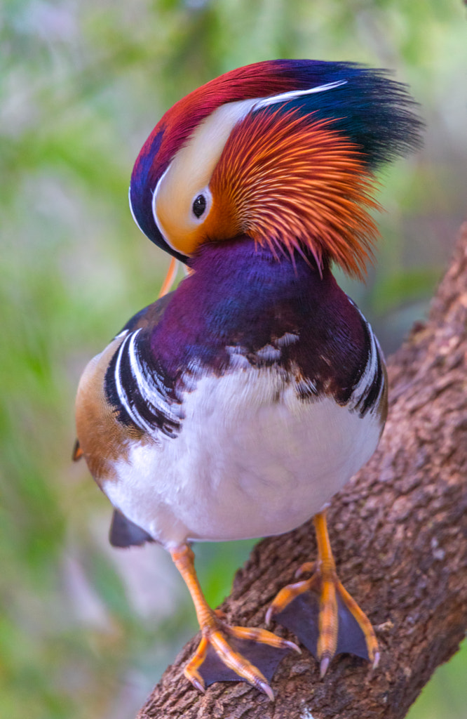 Close-up of mandarin duck on tree by marv larson / 500px