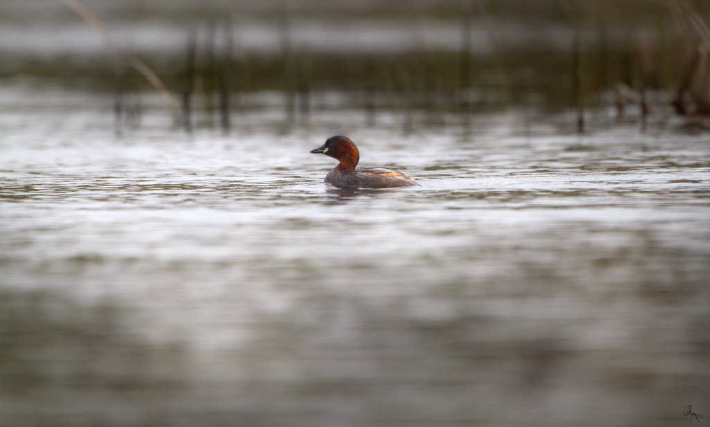 Little Grebe by Carol Androne / 500px