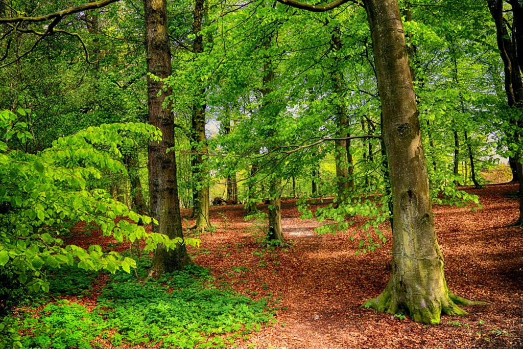 Trees growing in forest by Hilda Murray / 500px