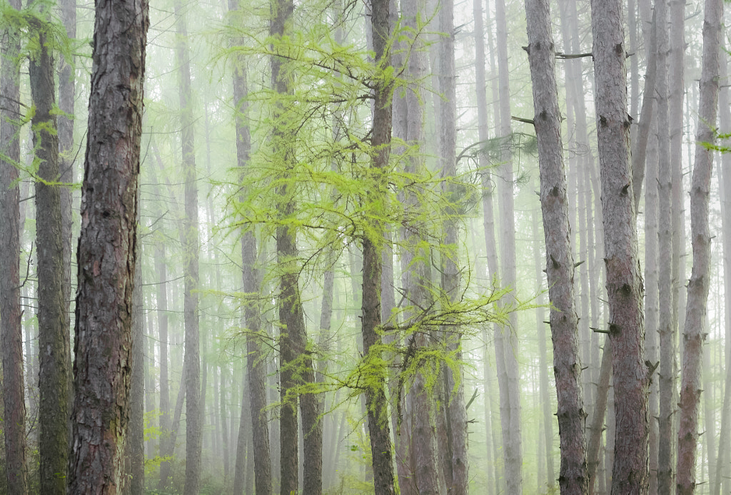 Spring by Gëzim Fazliu / 500px